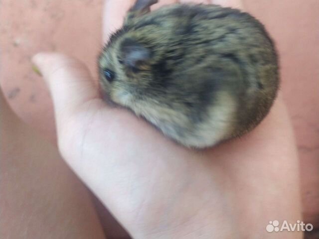 Хомяк джунгарик