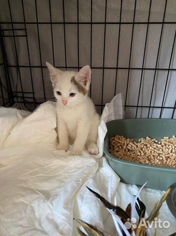 Котенок