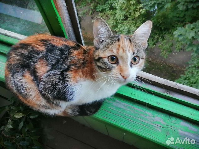 Котенок Соба