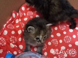 Котята в добрые руки бесплатно