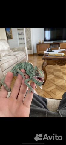 Йеменский хамелеон