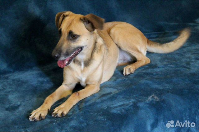 Альфа ищет дом и семью