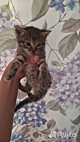 Тигровый котик