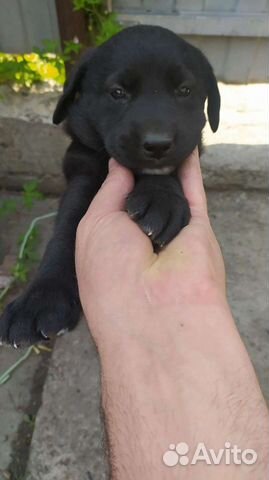Щенки лабрадора