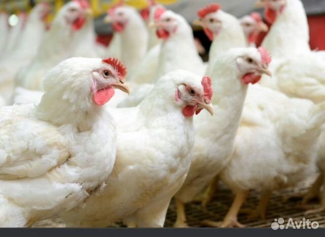 Куры бройлера халяль