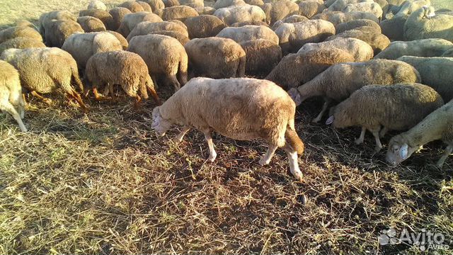 Продаются бараны, валуха