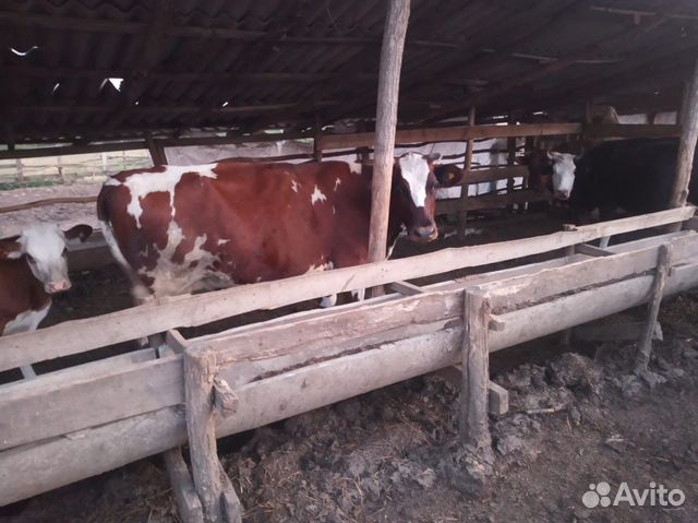 Молочные коровы