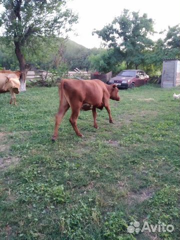 Телка 2 года