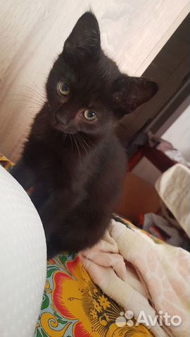 Маленькая пантера ищет любящих хозяев