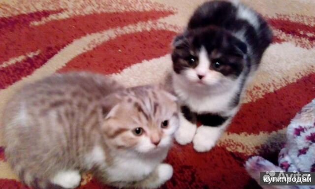 Черный во фраке котик