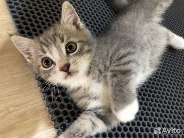 Котёнок серый
