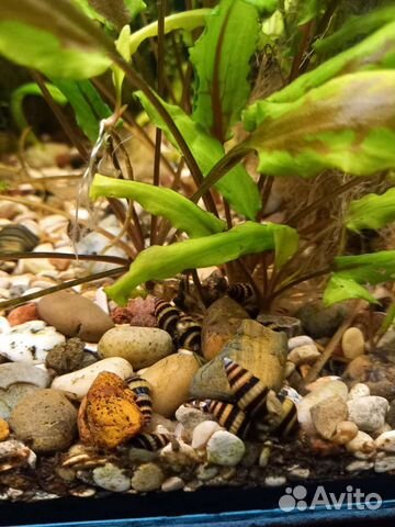 Улитка хелена