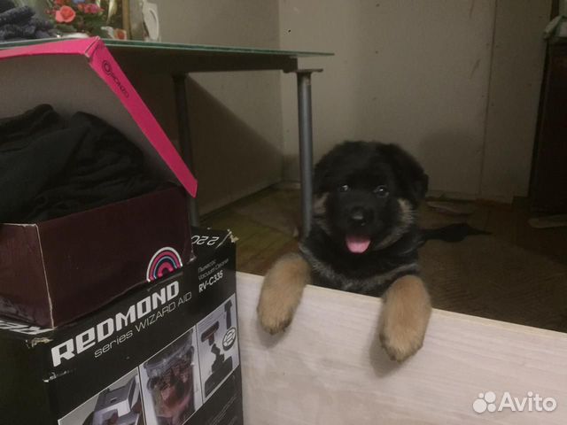 Щенки немецкой овчарки