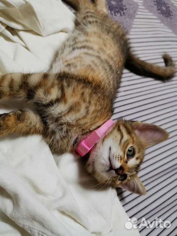 Кошка домашняя