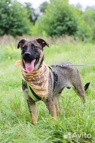 Собака в добрые руки