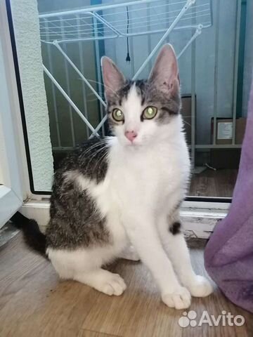 Кисонька в дар