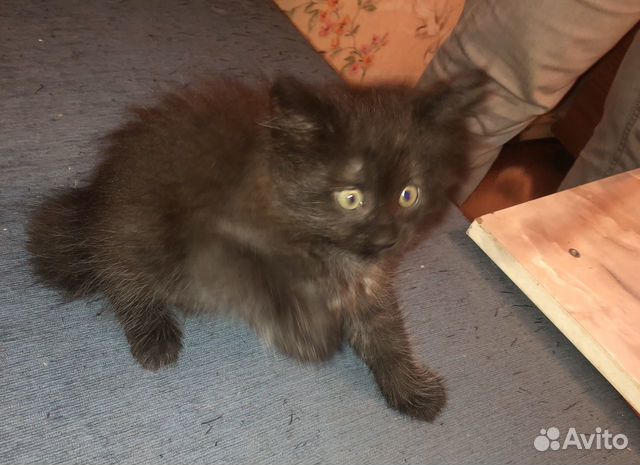 Курильский бобтейл котятки