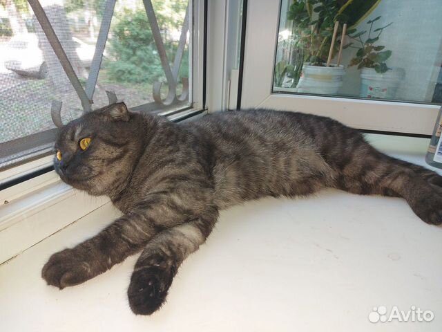 Котик на вязку