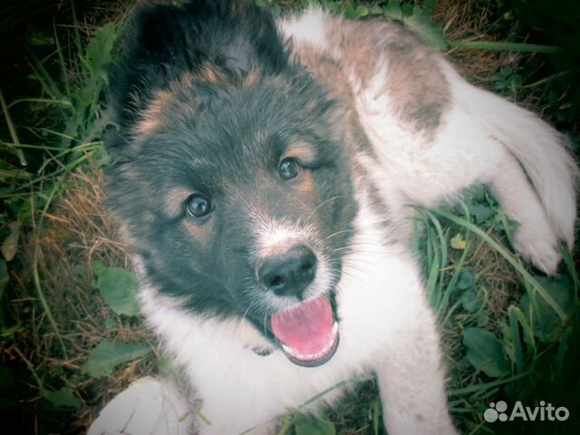 Щенок Жюль 3месяца