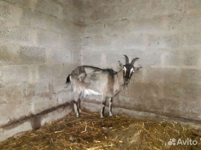 Коза дойная и козлята