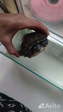 Красноухая черепаха с аквариумом
