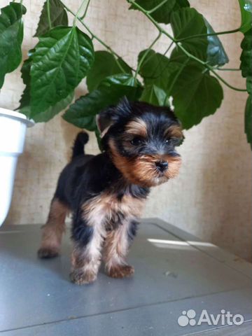 Девочка Йоркширского терьера