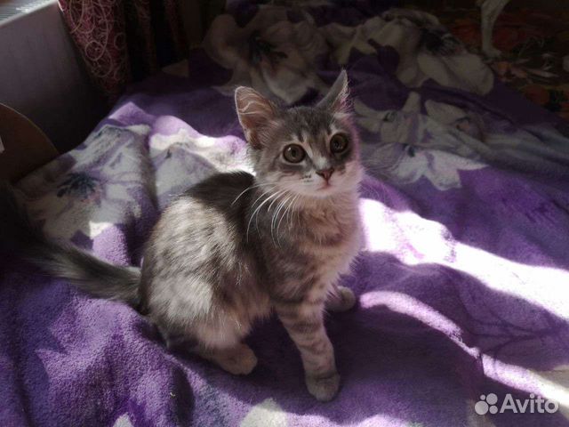 Котенок в добрые руки