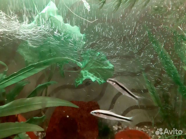 Сиамский водорослеед 4 шт