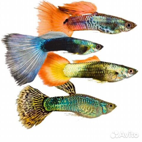 Продам гуппи