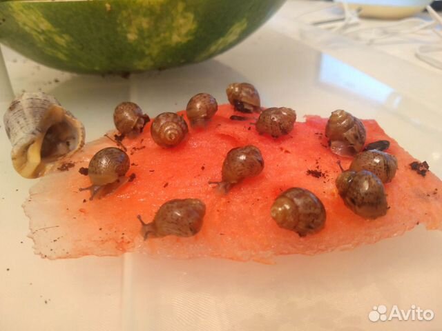 Отдам улитят Ахатин