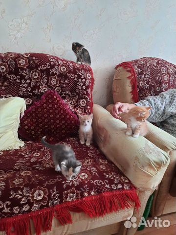 Отдам бесплатно котят от домашней ласковой кошки