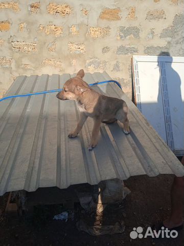 Отдам в добрые руки