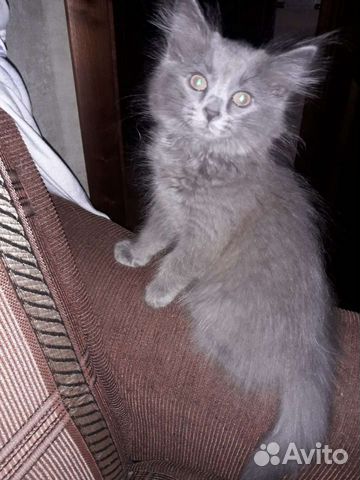 Кот)