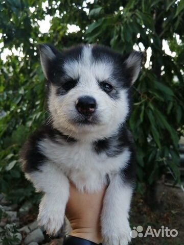 Сибирский хаски