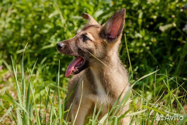 Купер ищет дом