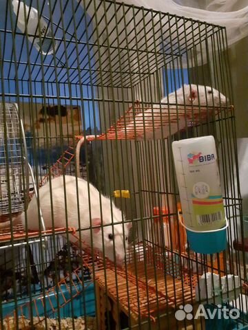 Декоративная крыса