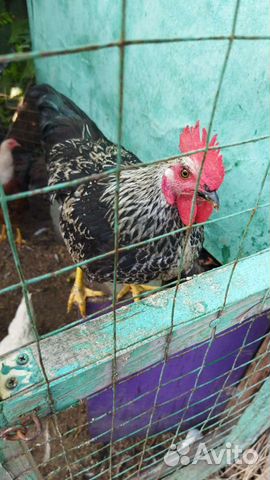 Куры петухи