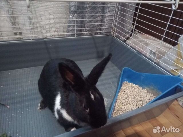 Кролик Алиса