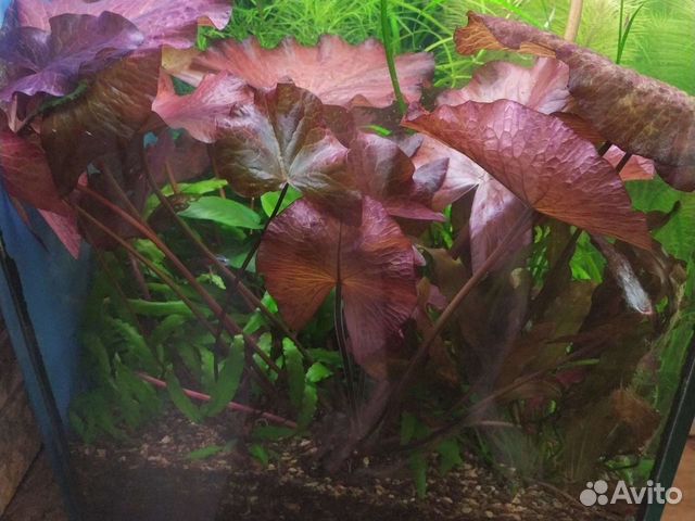 Нимфея красная