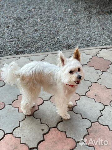 Мини собачка