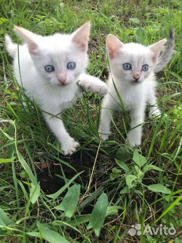 Котята