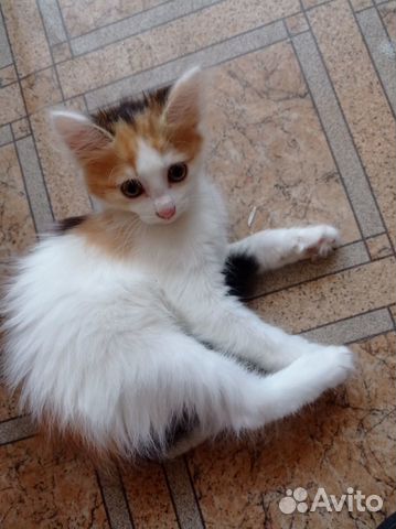 Трехцветная кошка