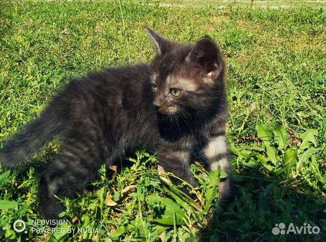 Отдам в добрые руки