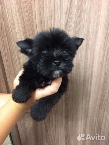 Щенки чёрный йорк