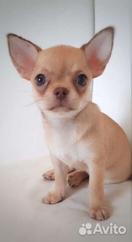 Красотка чи