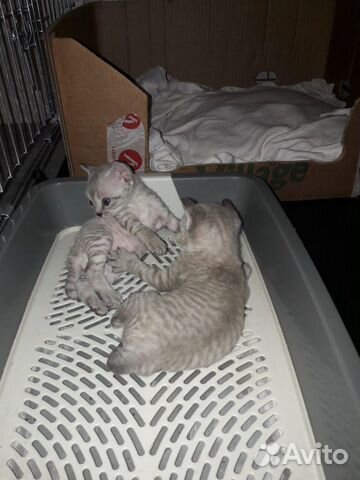 Котята девон-рекс