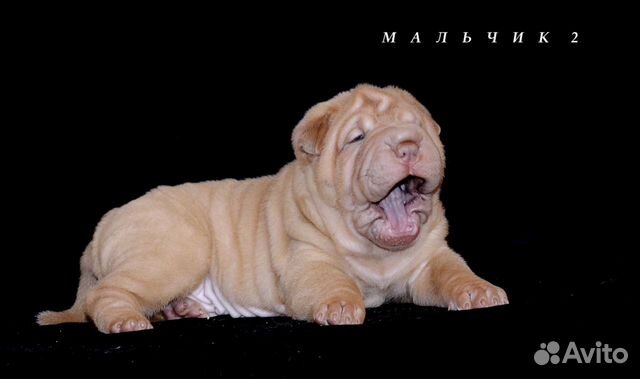 Шарпейчики