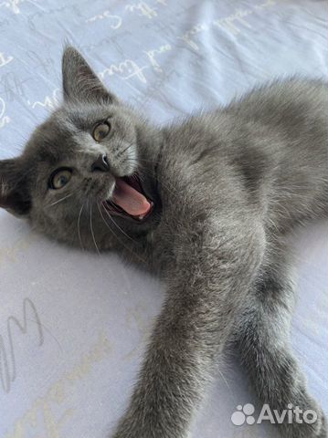 Котик в добрые руки (смесь шотландца)