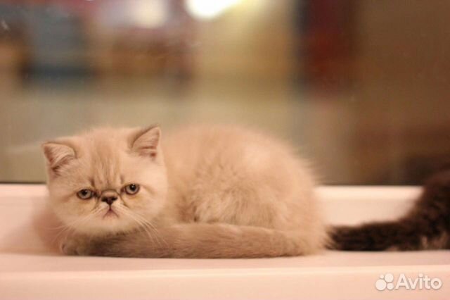 Котенок экзот, блю линкс поинт, девочка