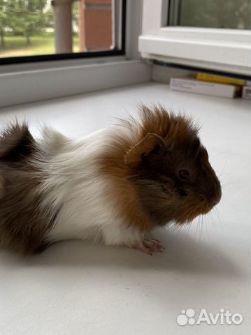 Морские свинки розетки